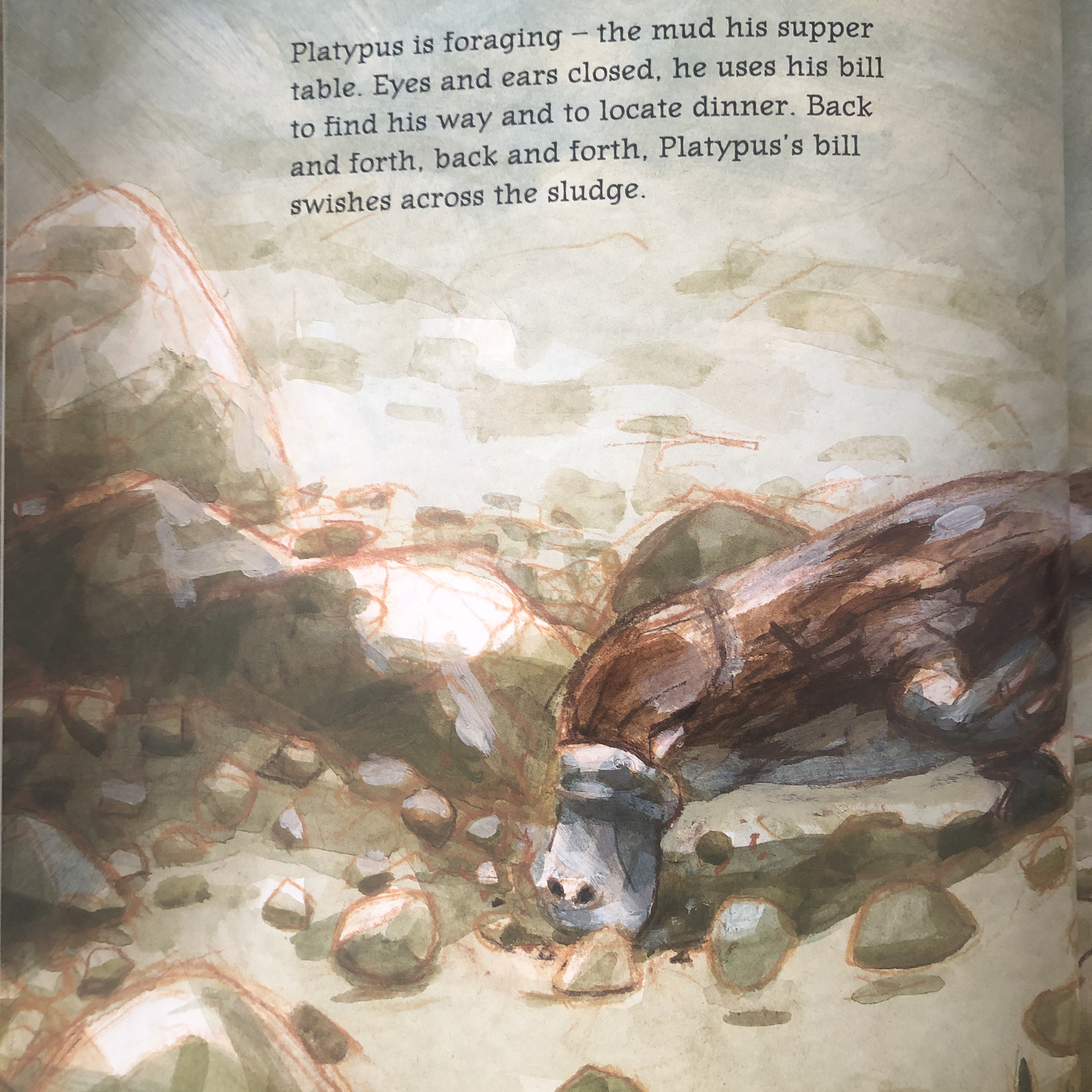 6+1 Traits of Writing Mentor Texts: Organisation | Mrs Fintelman Teaches